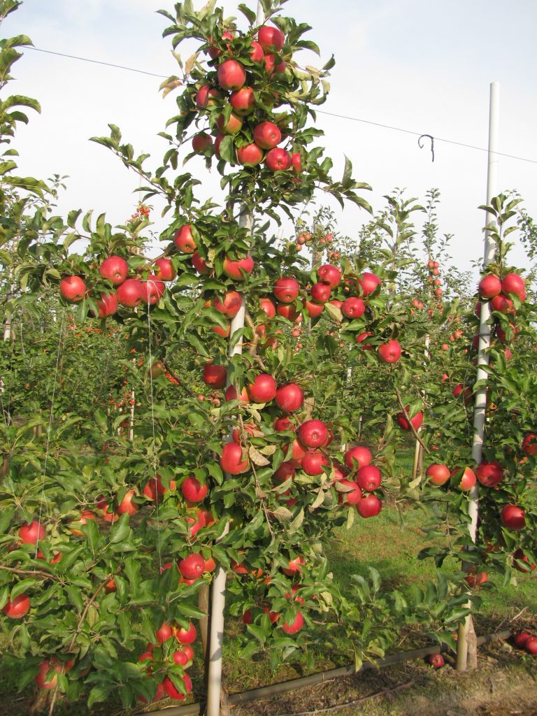 Ligol RED – Polska odmiana nie doceniana! – Kobieta w sadzie