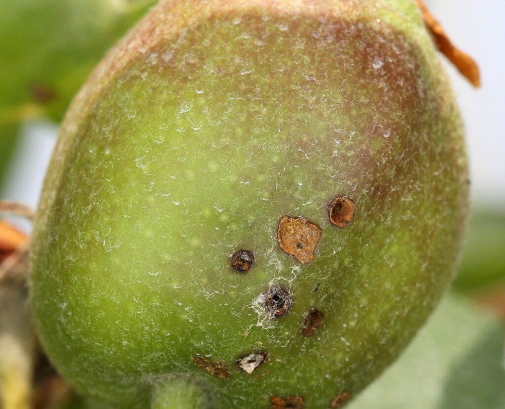 IPSAD: Coraz więcej sygnałów o uszkodzeniach na zawiązkach jabłek ...