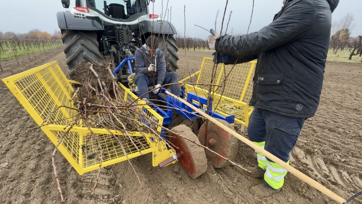 Prawidłowe sadzenie drzew jabłoniowych w sadzie. Sztuka sadzenia krok po kroku: od wykopania ...