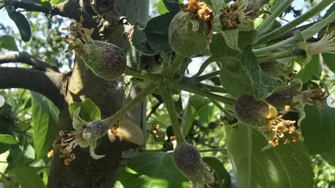 Co daje codzienne zjedzenie jabłka? - Kobieta w sadzie